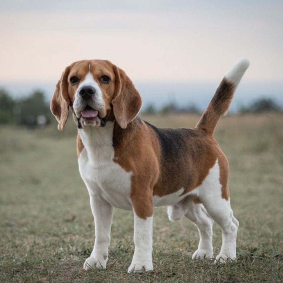 Top 10 Dog Breeds Suited for Indian Climate in 2024 - Tails & Coffee