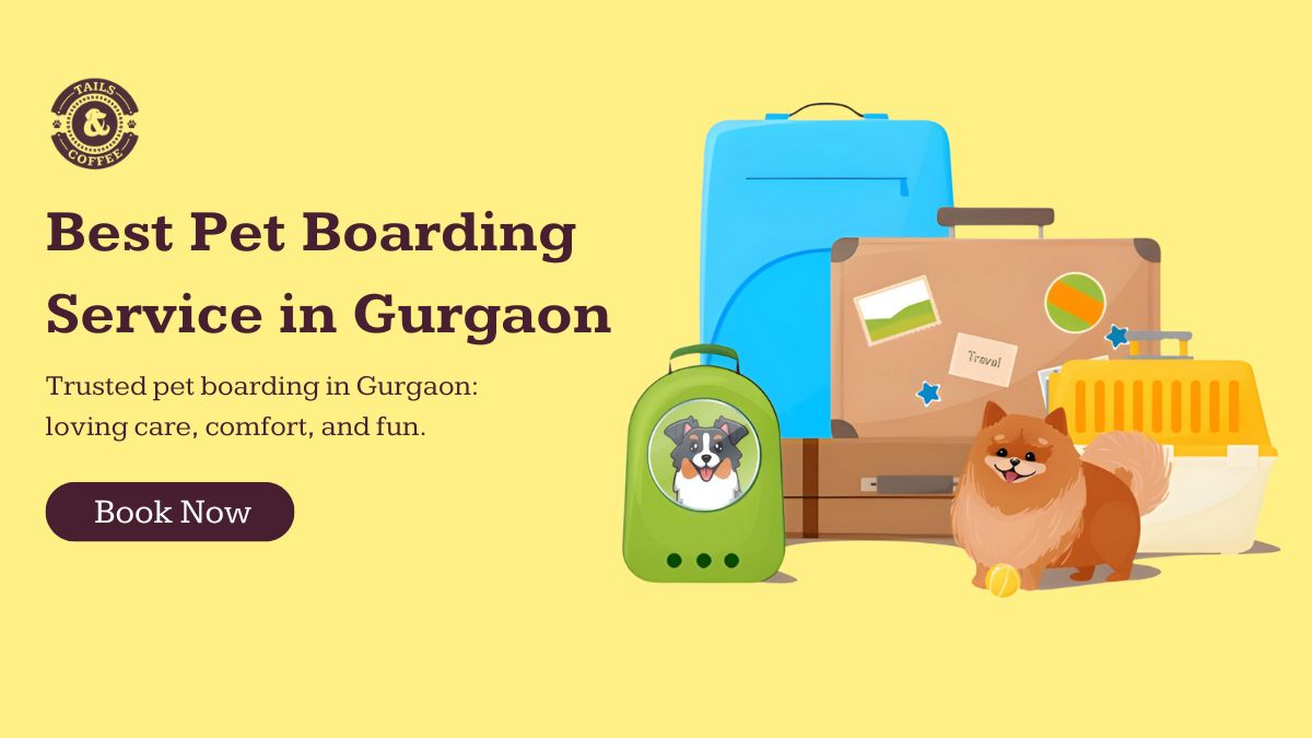 Best Pet Boarding Service in Gurgaon - Tails & Coffee