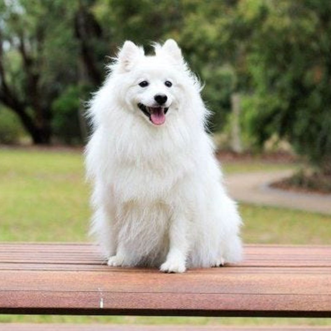 Top 10 Dog Breeds Suited for Indian Climate in 2024 - Tails & Coffee