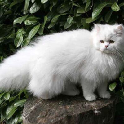 10 Most Popular Cat Breeds in India to Have as Pets - Tails & Coffee